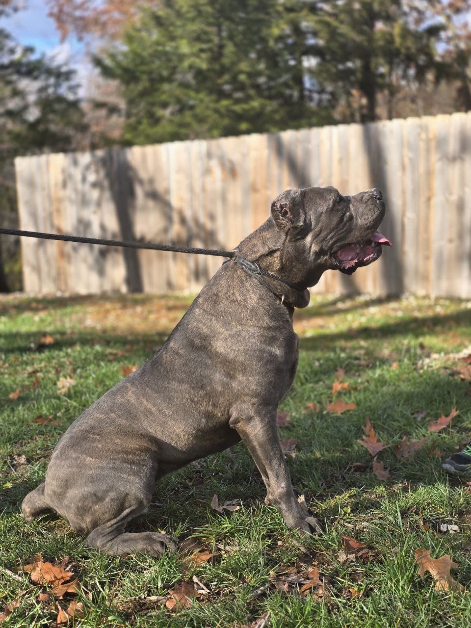cane corso grey brindle